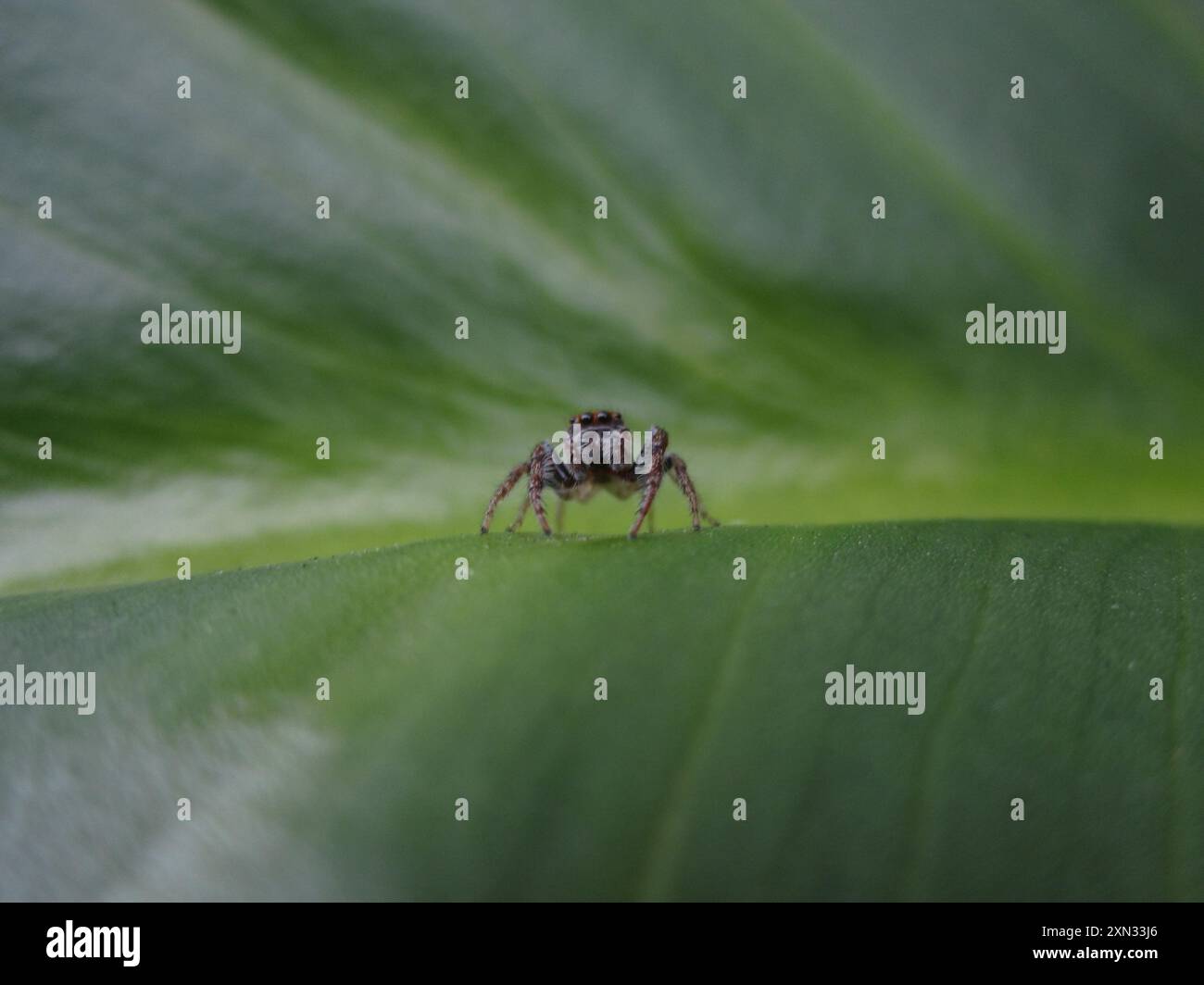 Opisthoncus polyphemus hi-res stock photography and images - Alamy