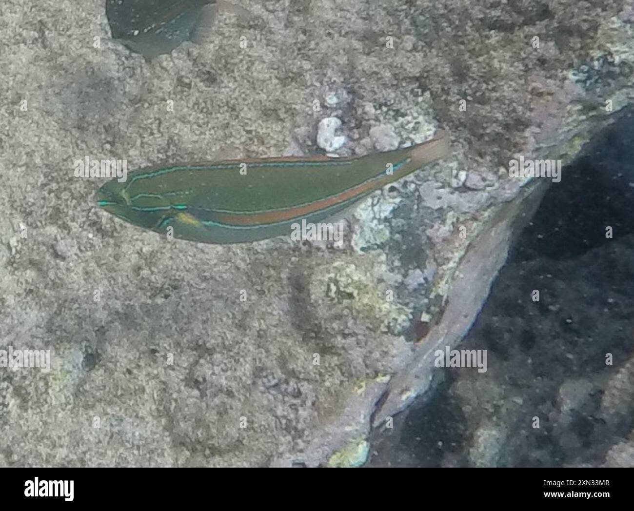 Belted Wrasse (Stethojulis balteata) Actinopterygii Stock Photo - Alamy