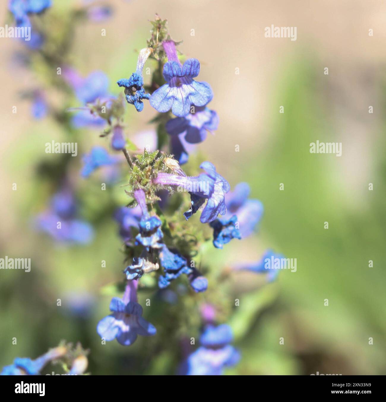 Low beardtongue hi-res stock photography and images - Alamy
