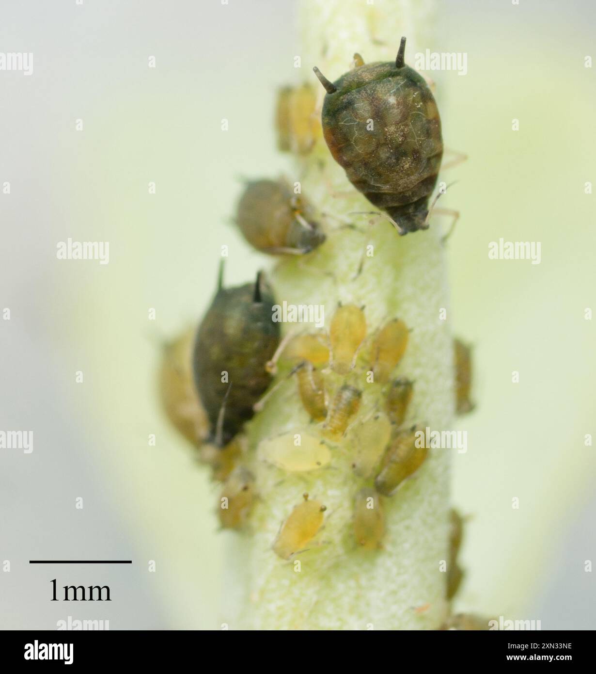 Melon aphid hi-res stock photography and images - Alamy