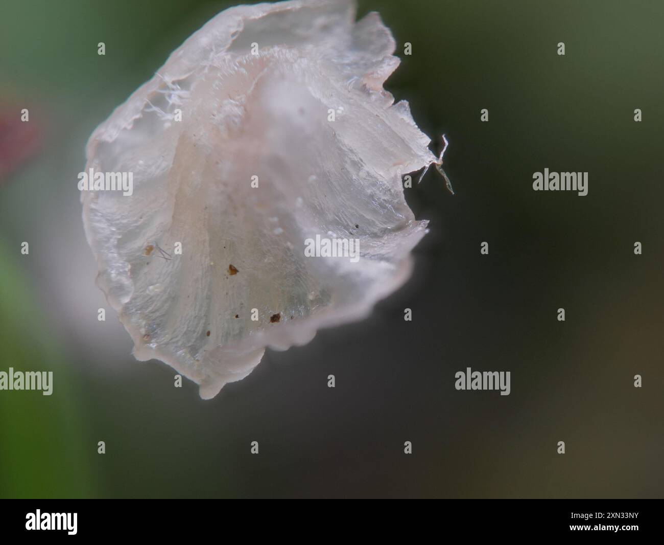 (Delicatula integrella) Fungi Stock Photo - Alamy