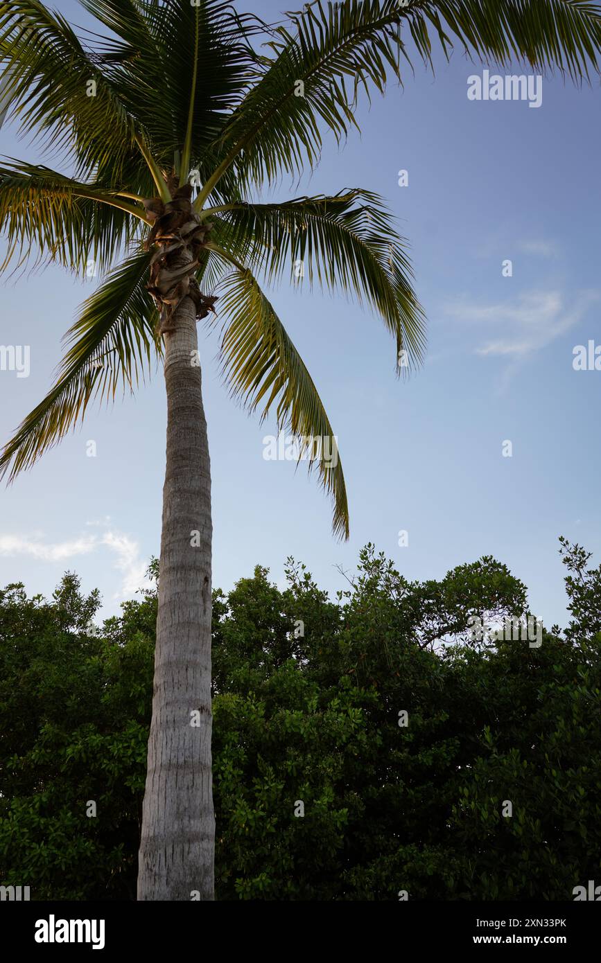 A tall palm tree reaching up to a clear blue sky, framed by lush green ...