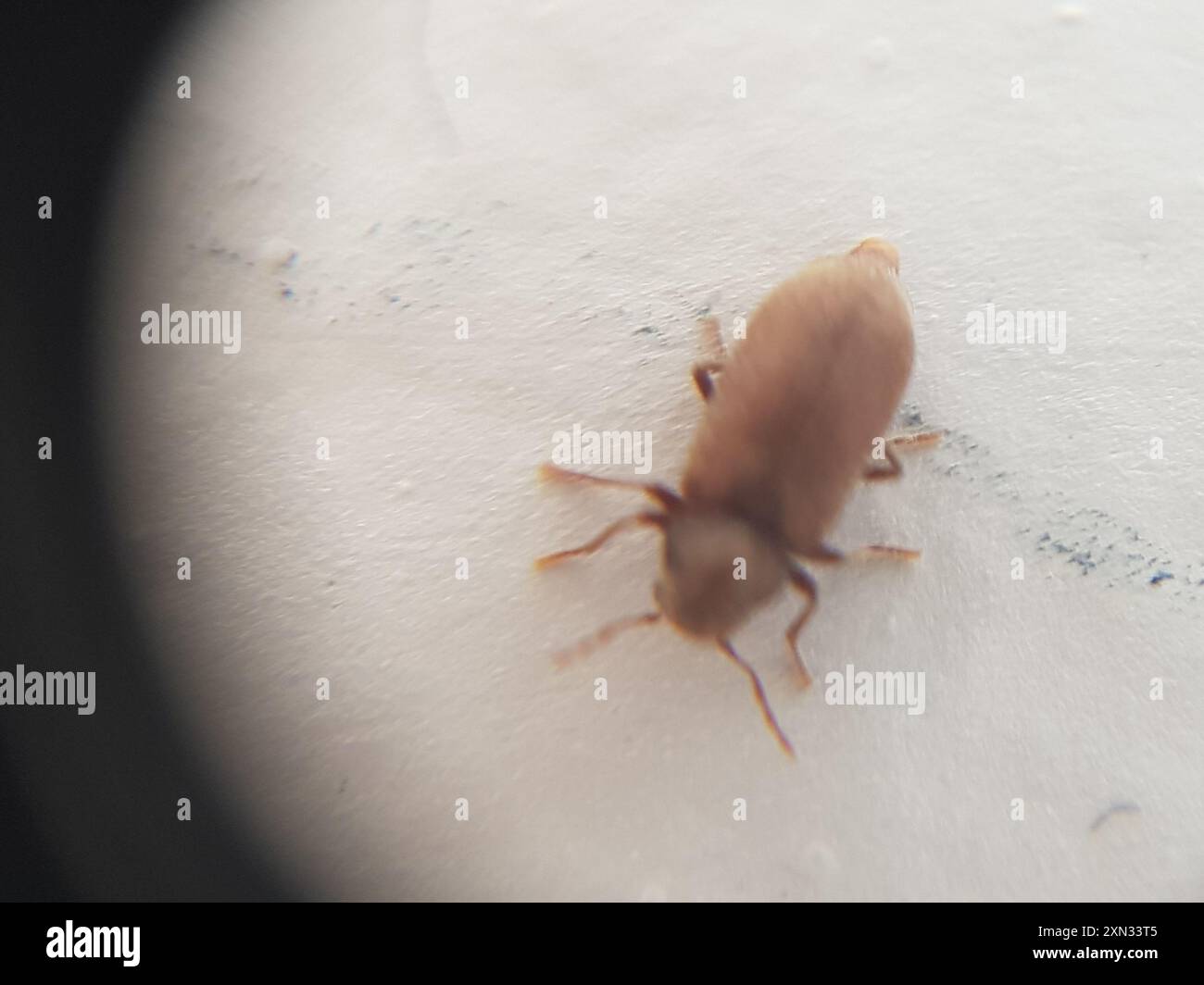 House Borer (Anobium punctatum) Insecta Stock Photo - Alamy
