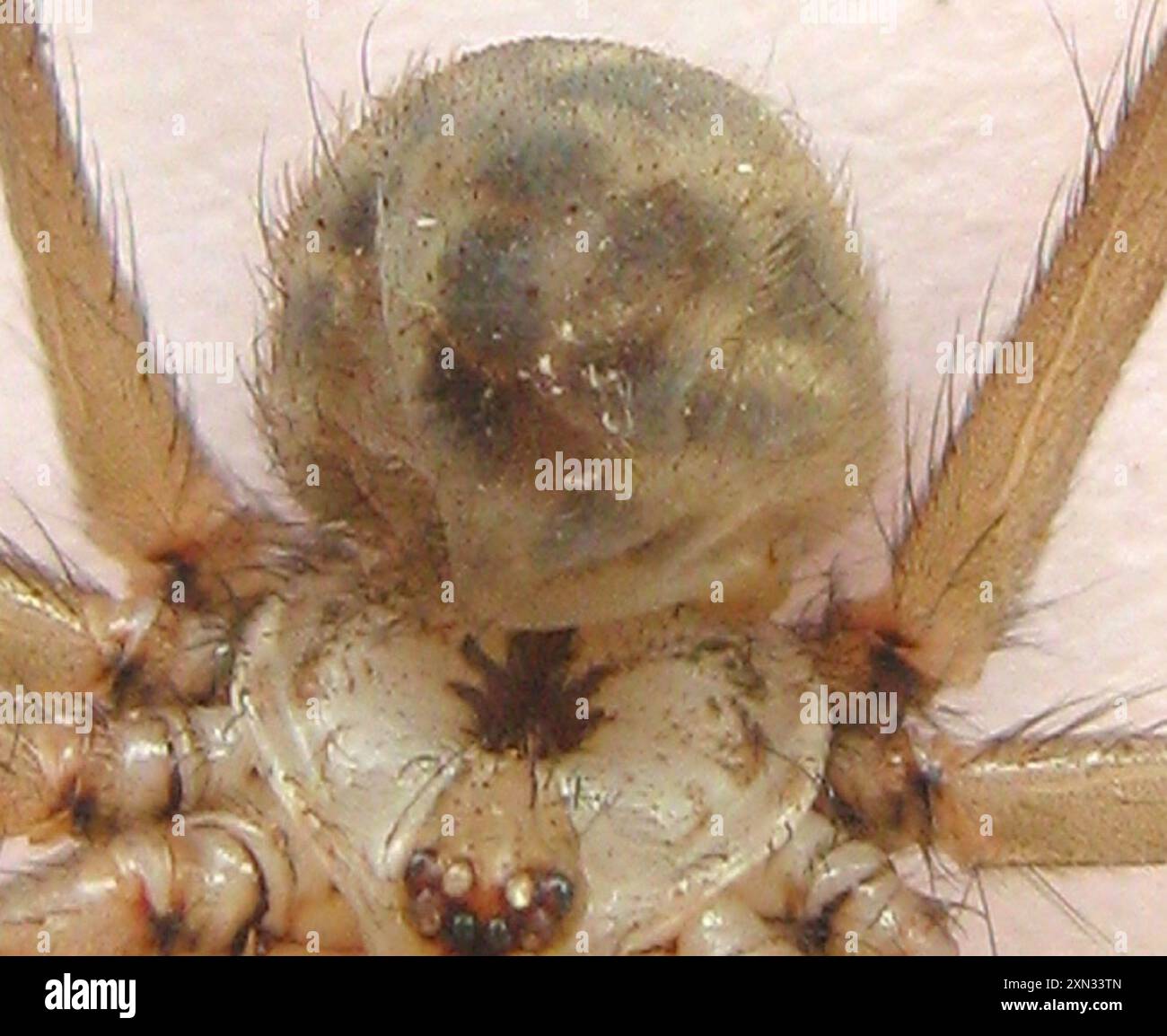Giant Daddy-long-legs Spider (Artema atlanta) Arachnida Stock Photo - Alamy