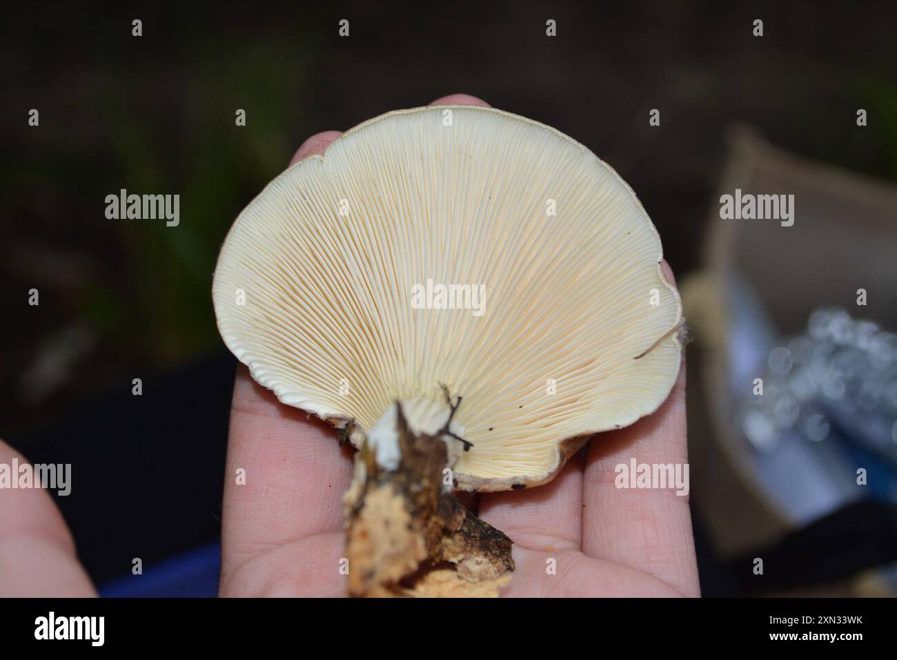 Brown Oyster Mushroom (Pleurotus australis) Fungi Stock Photo - Alamy