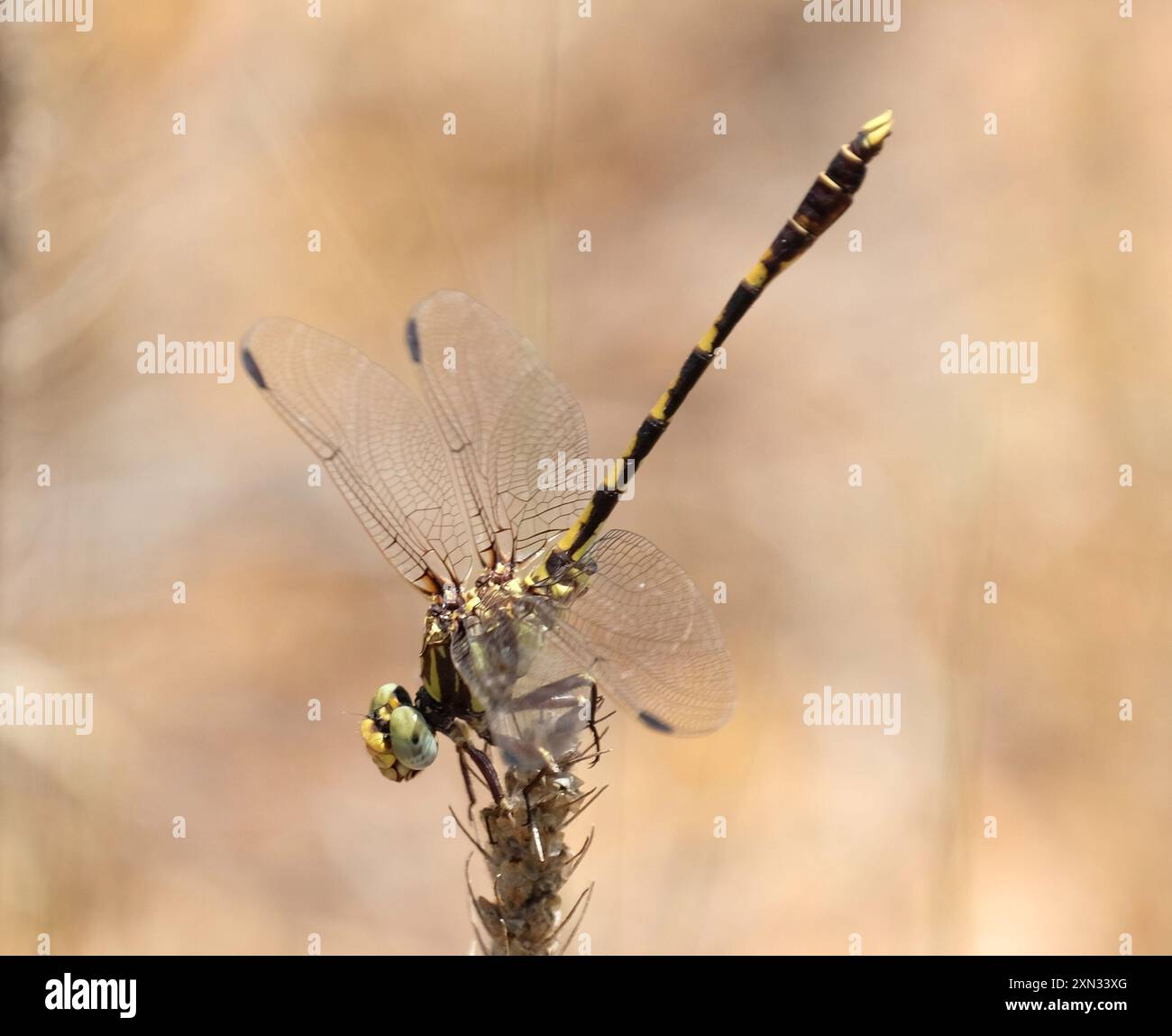 Common Sanddragon (Progomphus obscurus) Insecta Stock Photo - Alamy
