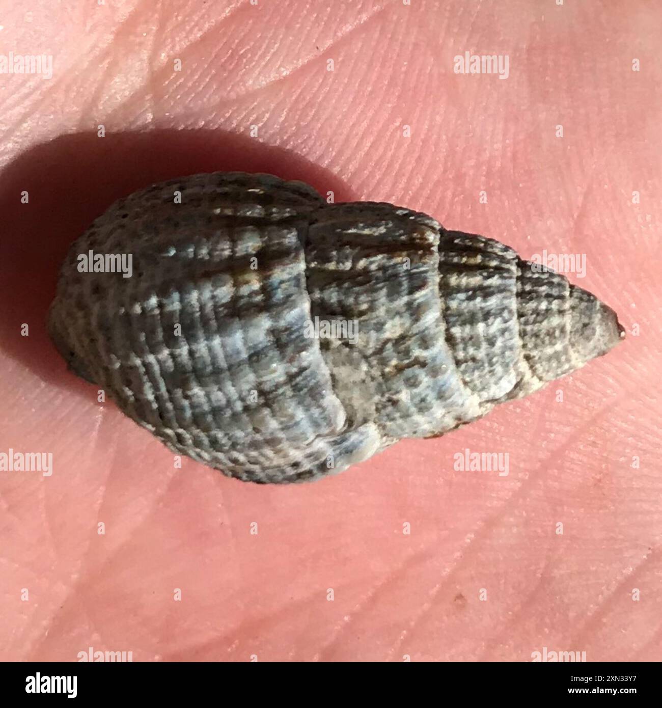 Tritia hi-res stock photography and images - Alamy