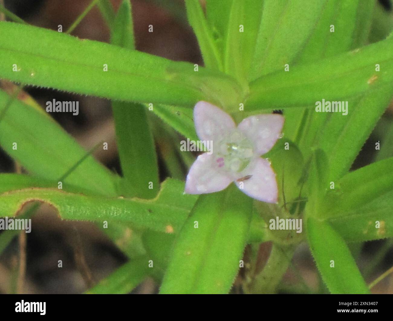 rough buttonweed (Hexasepalum teres) Plantae Stock Photo - Alamy