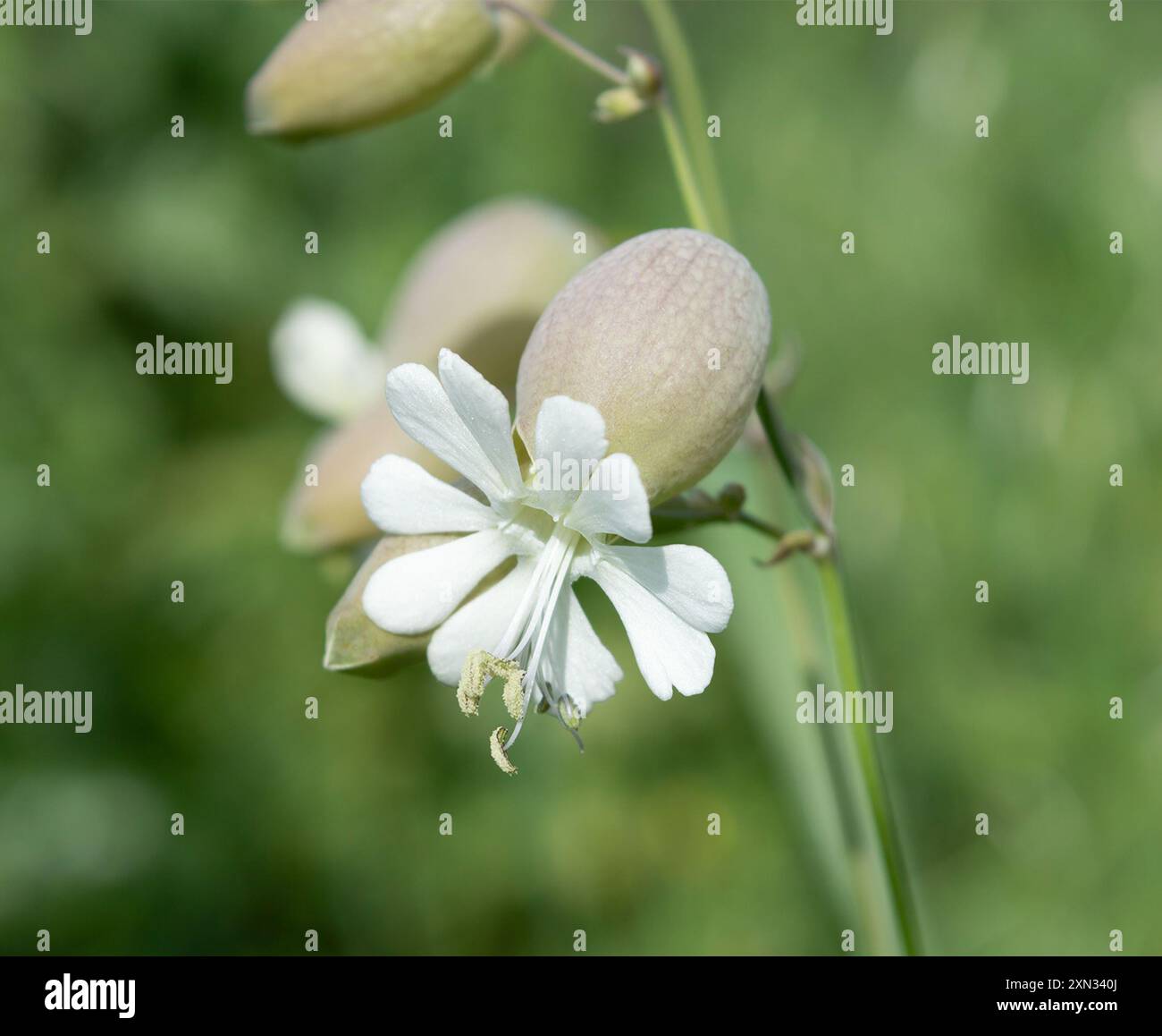 bladder campion (Silene vulgaris) Plantae Stock Photo - Alamy