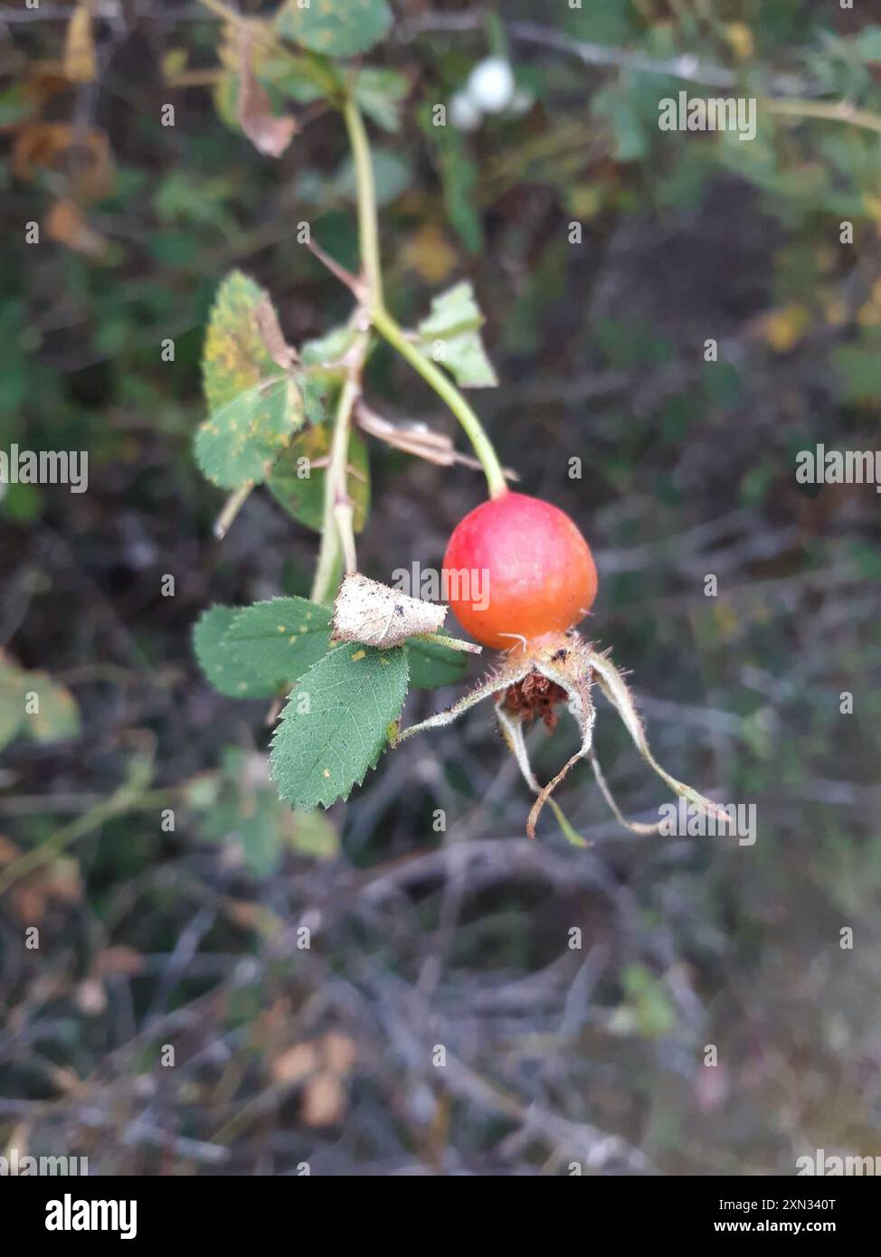 Nootka rose (Rosa nutkana) Plantae Stock Photo - Alamy