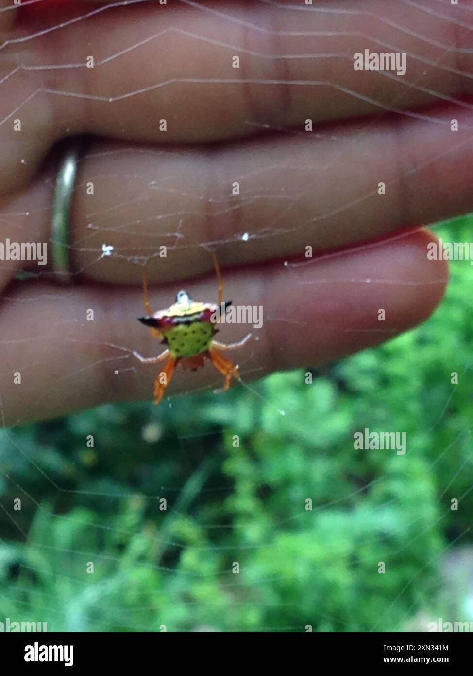 Arrow-shaped Orbweaver (Micrathena sagittata) Arachnida Stock Photo - Alamy