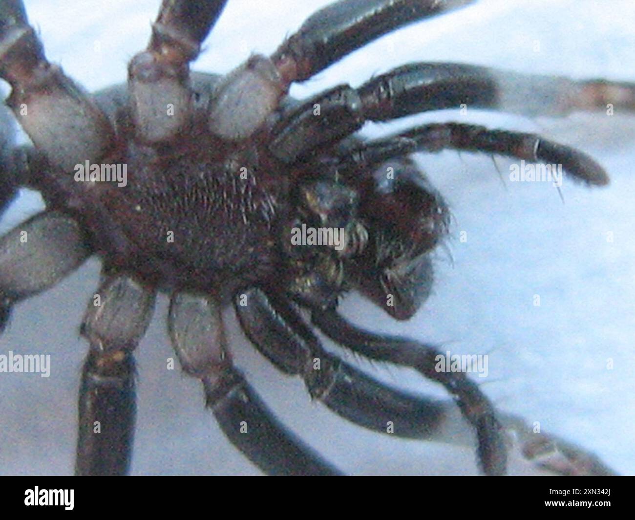 Common Corinnomma Ant-Like Sac Spider (Corinnomma semiglabrum ...