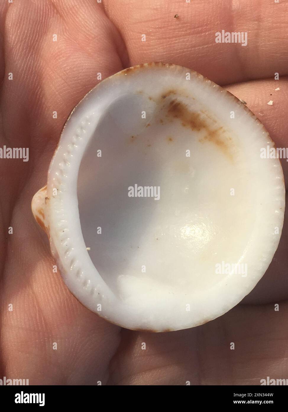 Atlantic bittersweet clam (Glycymeris undata) Mollusca Stock Photo - Alamy