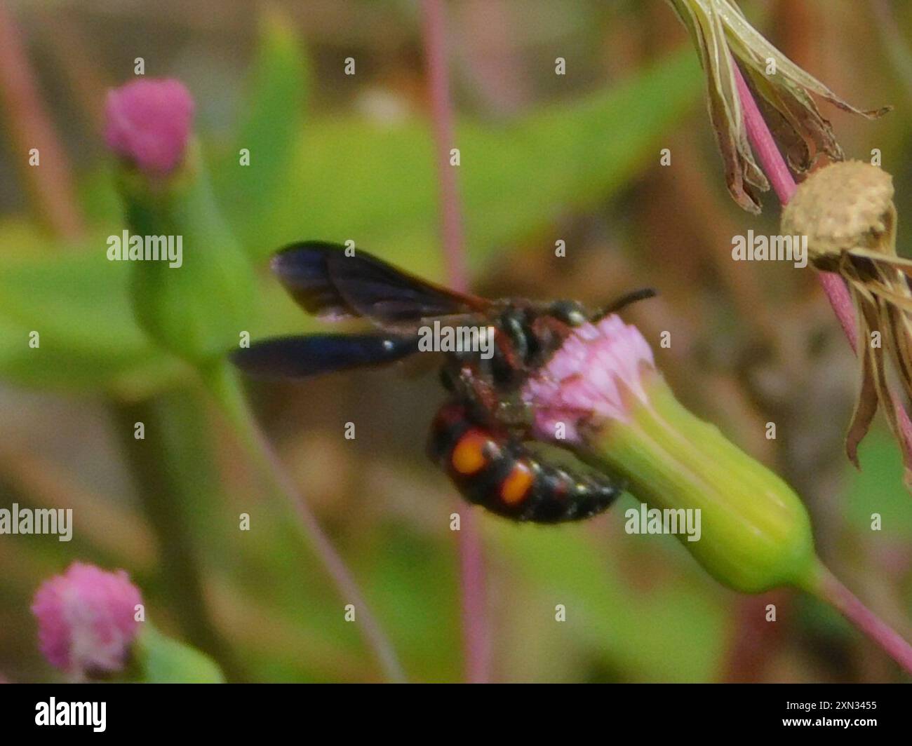 Noble Scoliid Wasp (Scolia nobilitata) Insecta Stock Photo - Alamy