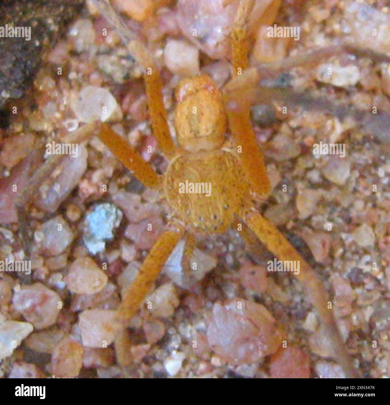 Running Crab Spiders (Philodromidae) Arachnida Stock Photo - Alamy