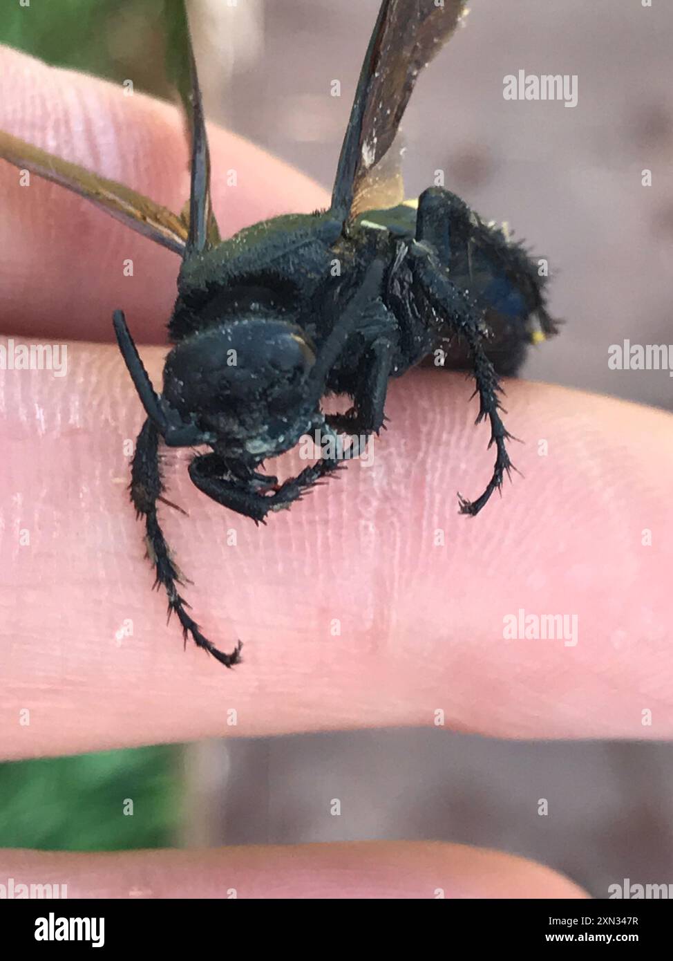 Double-banded Scoliid Wasp (Scolia bicincta) Insecta Stock Photo - Alamy