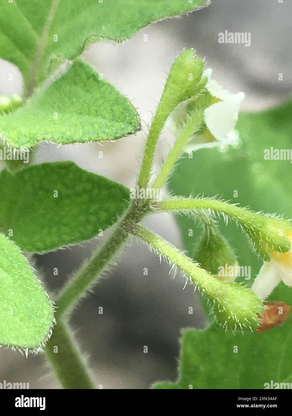 black nightshade (Solanum nigrum) Plantae Stock Photo - Alamy