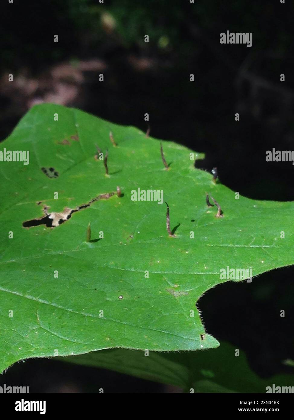 Maple Spindle Gall Mite (Vasates aceriscrumena) Arachnida Stock Photo ...