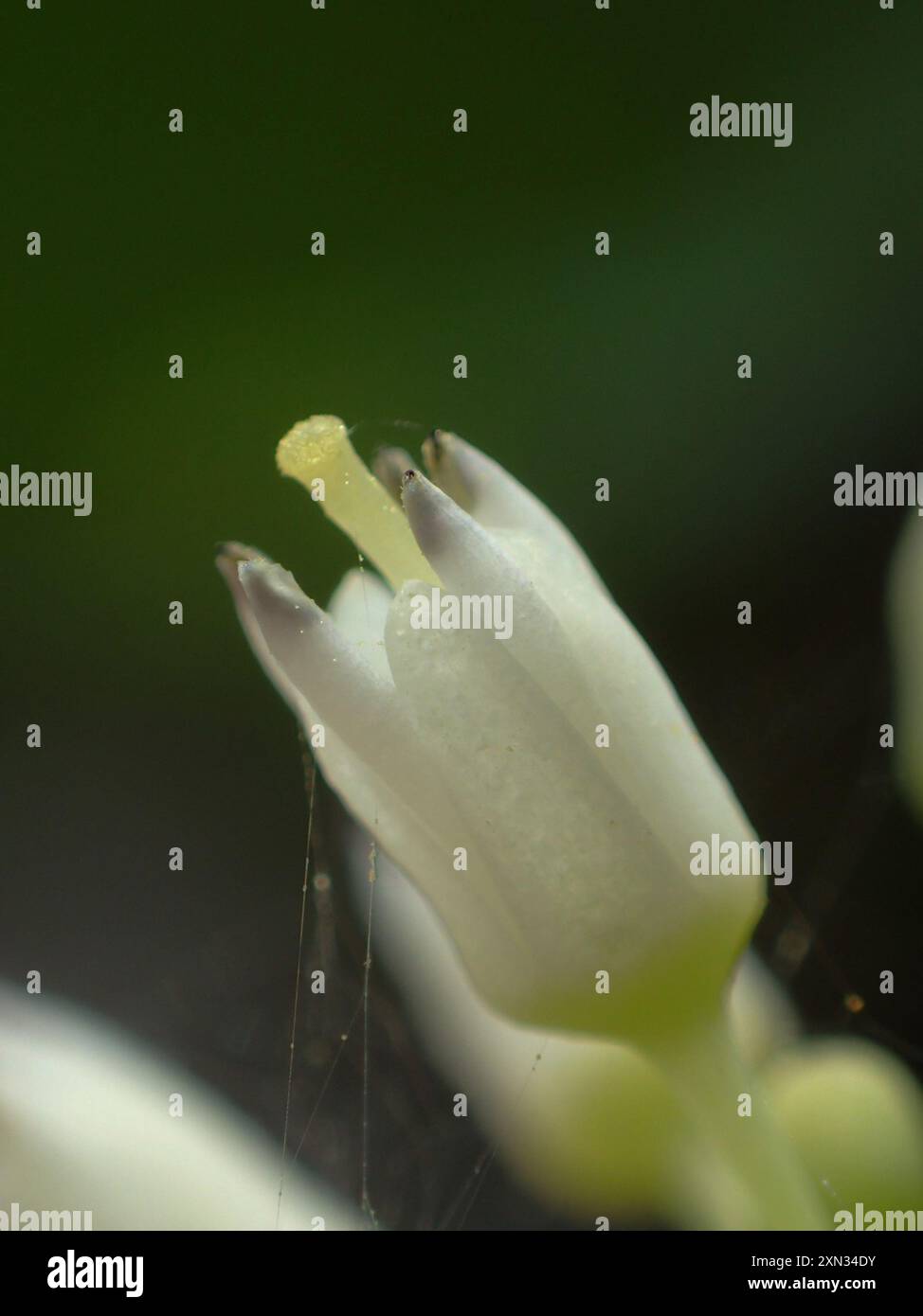 Lineate Supplejack (Berchemia lineata) Plantae Stock Photo - Alamy