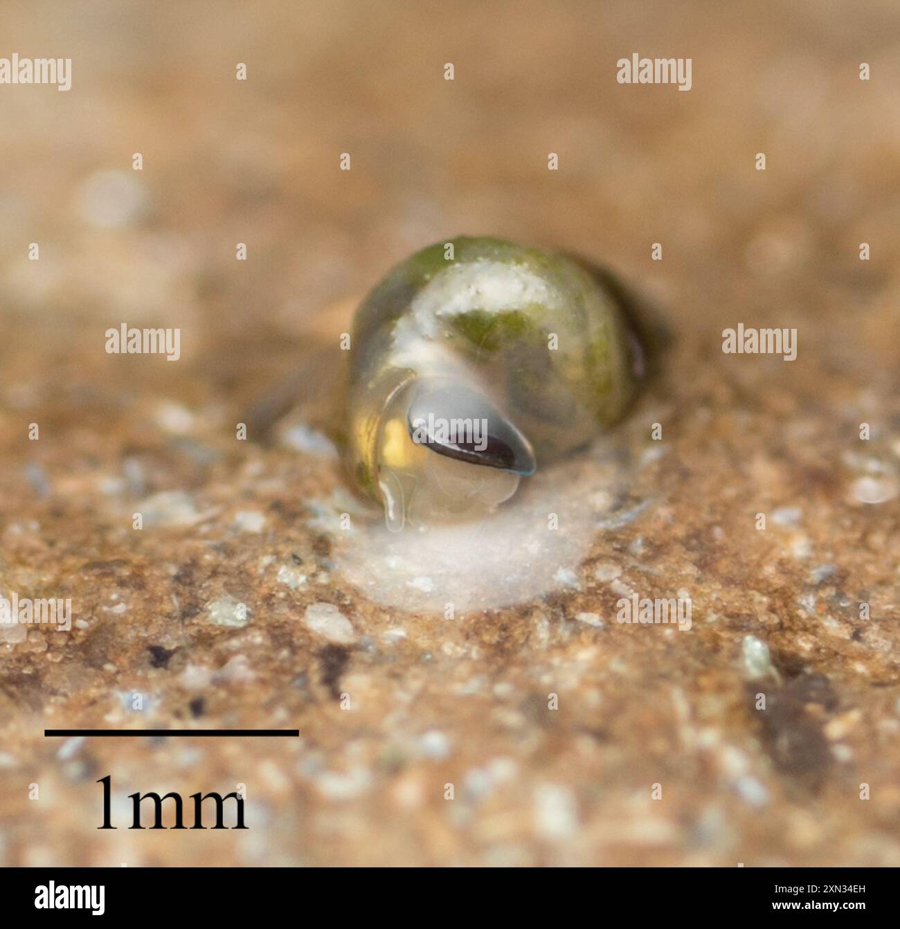 Gastropods (Gastropoda) Mollusca Stock Photo - Alamy