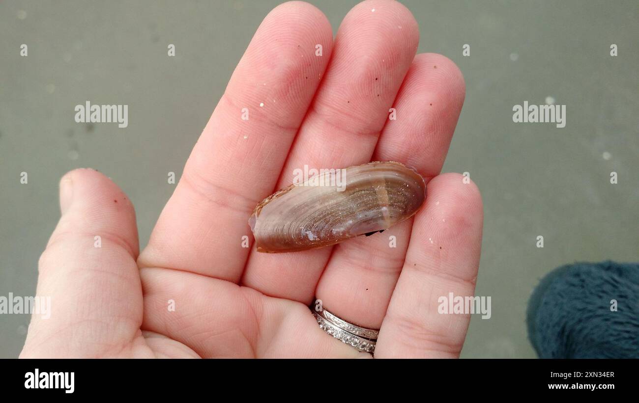 Atlantic Razor (Siliqua costata) Mollusca Stock Photo - Alamy