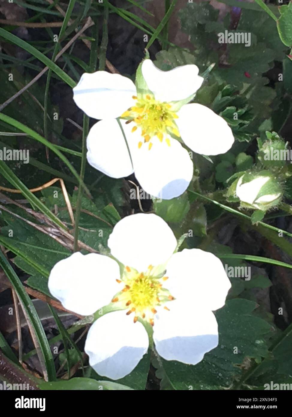 Virginia strawberry (Fragaria virginiana) Plantae Stock Photo - Alamy