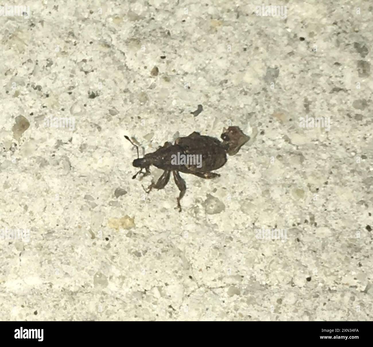 Listronotus hi-res stock photography and images - Alamy