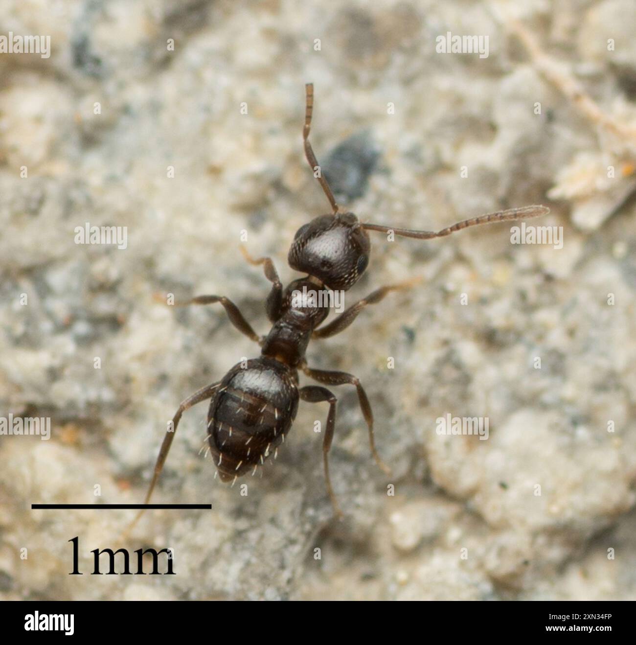 Brachymyrmex patagonicus hi-res stock photography and images - Alamy
