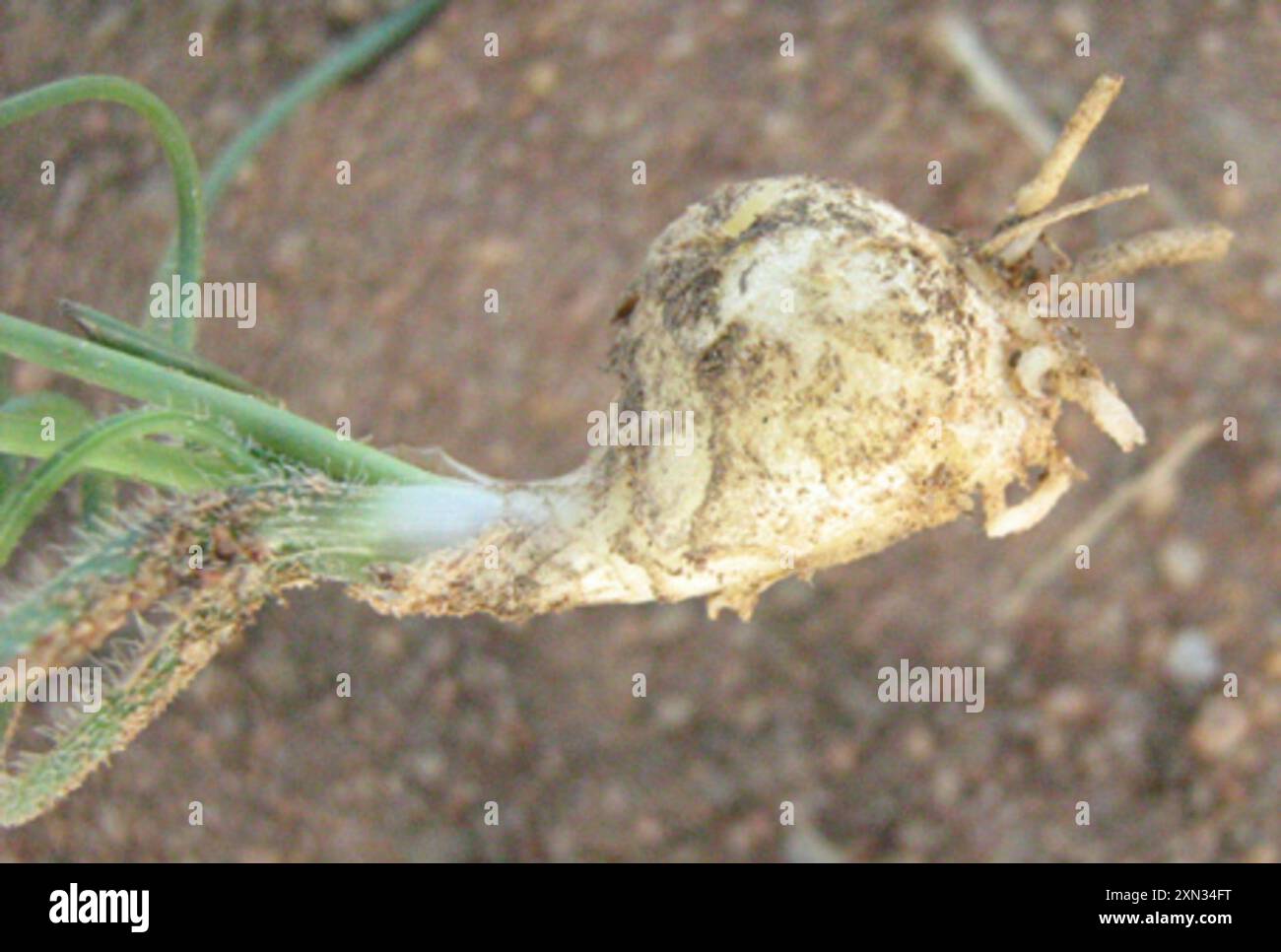 monocots (Liliopsida) Plantae Stock Photo - Alamy