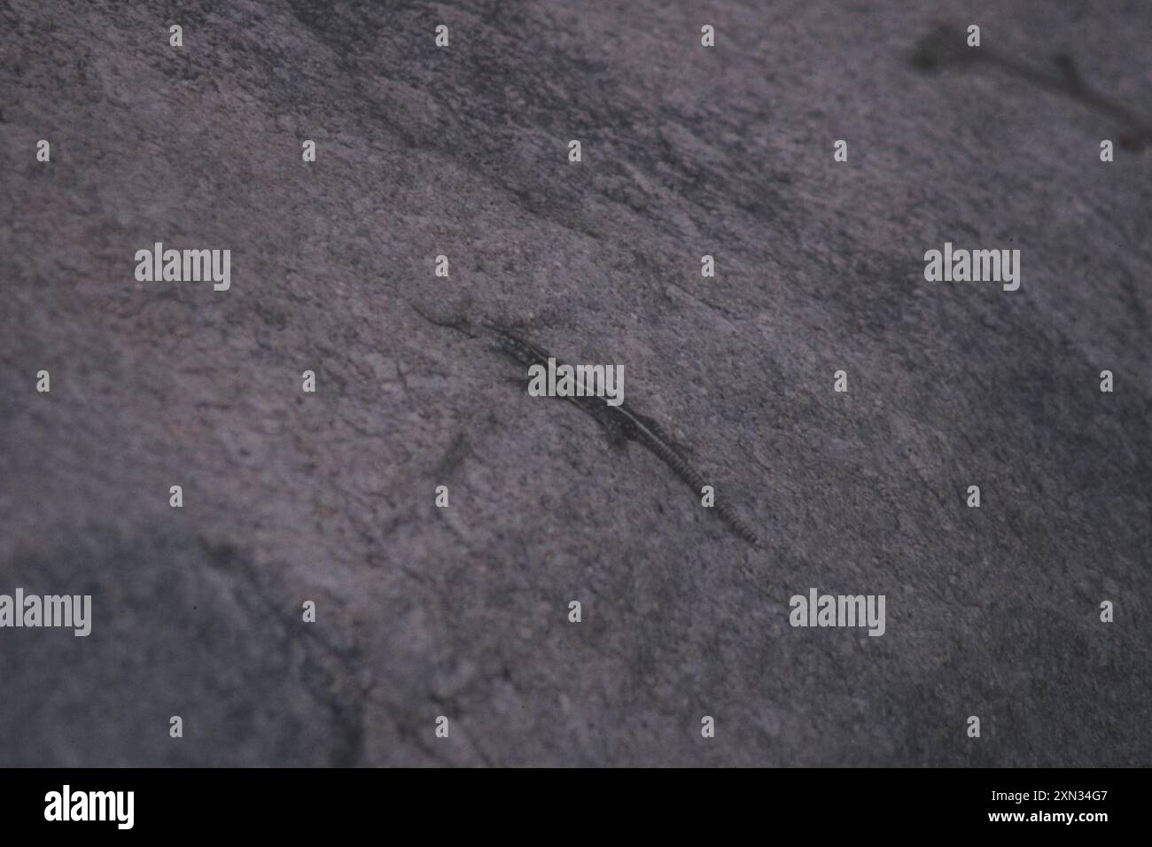 Flat Lizards (Platysaurus) Reptilia Stock Photo - Alamy