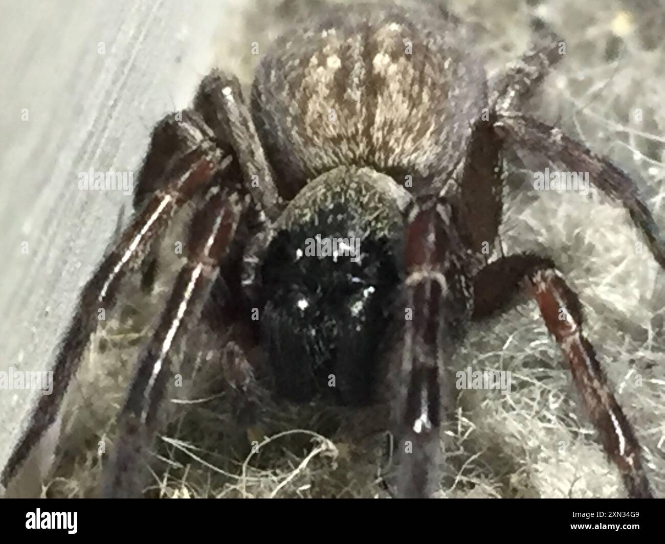 Badumna longinqua hi-res stock photography and images - Alamy