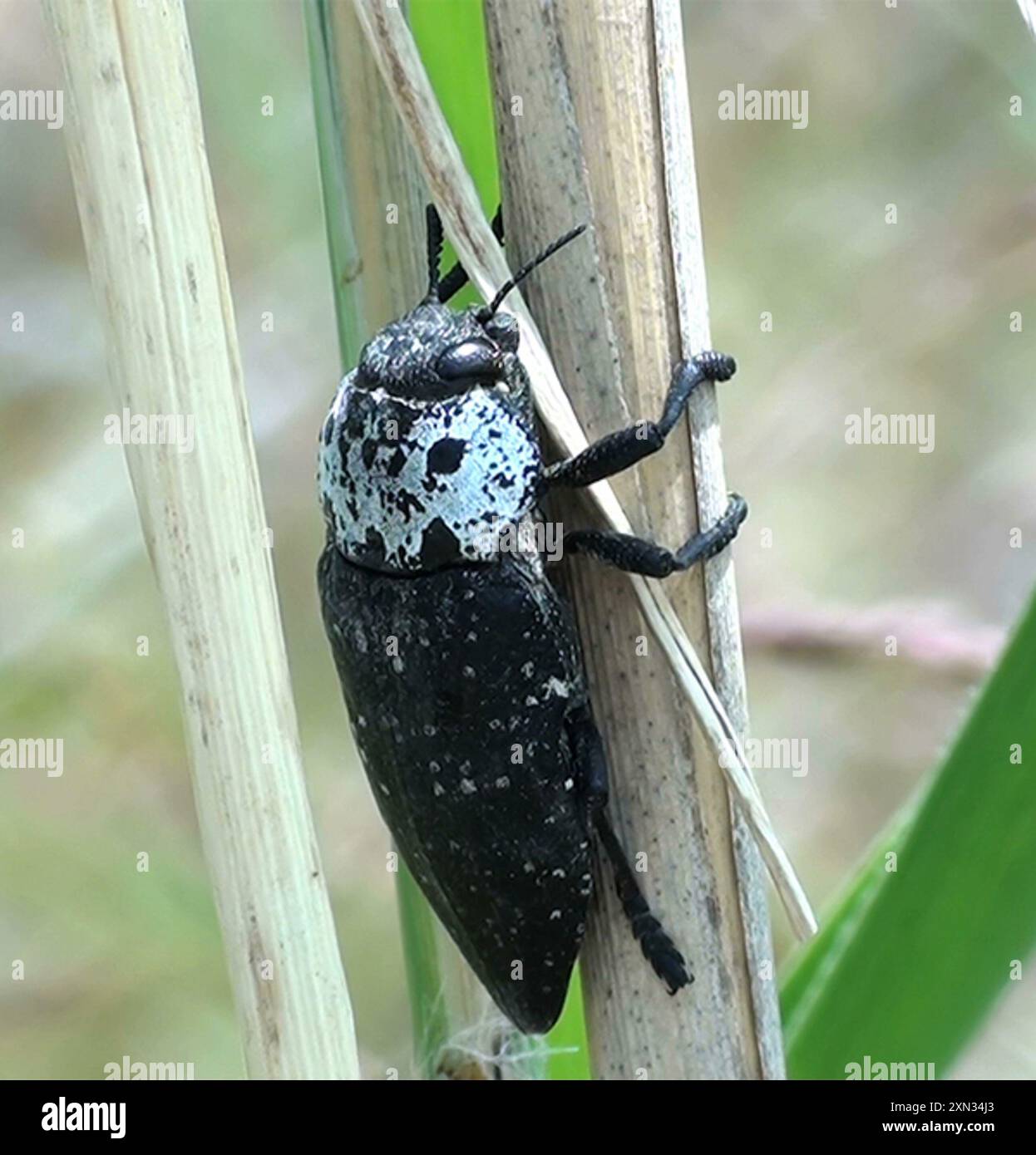 Flat-headed Root-borer (Capnodis tenebrionis) Insecta Stock Photo - Alamy
