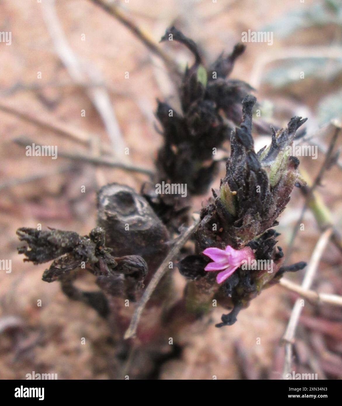cowpea witchweed (Striga gesnerioides) Plantae Stock Photo - Alamy