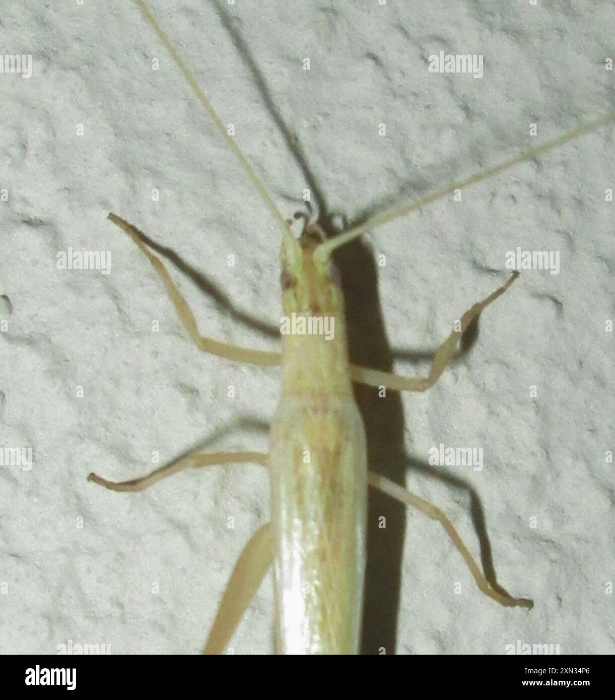 Common Tree Crickets (Oecanthus) Insecta Stock Photo - Alamy