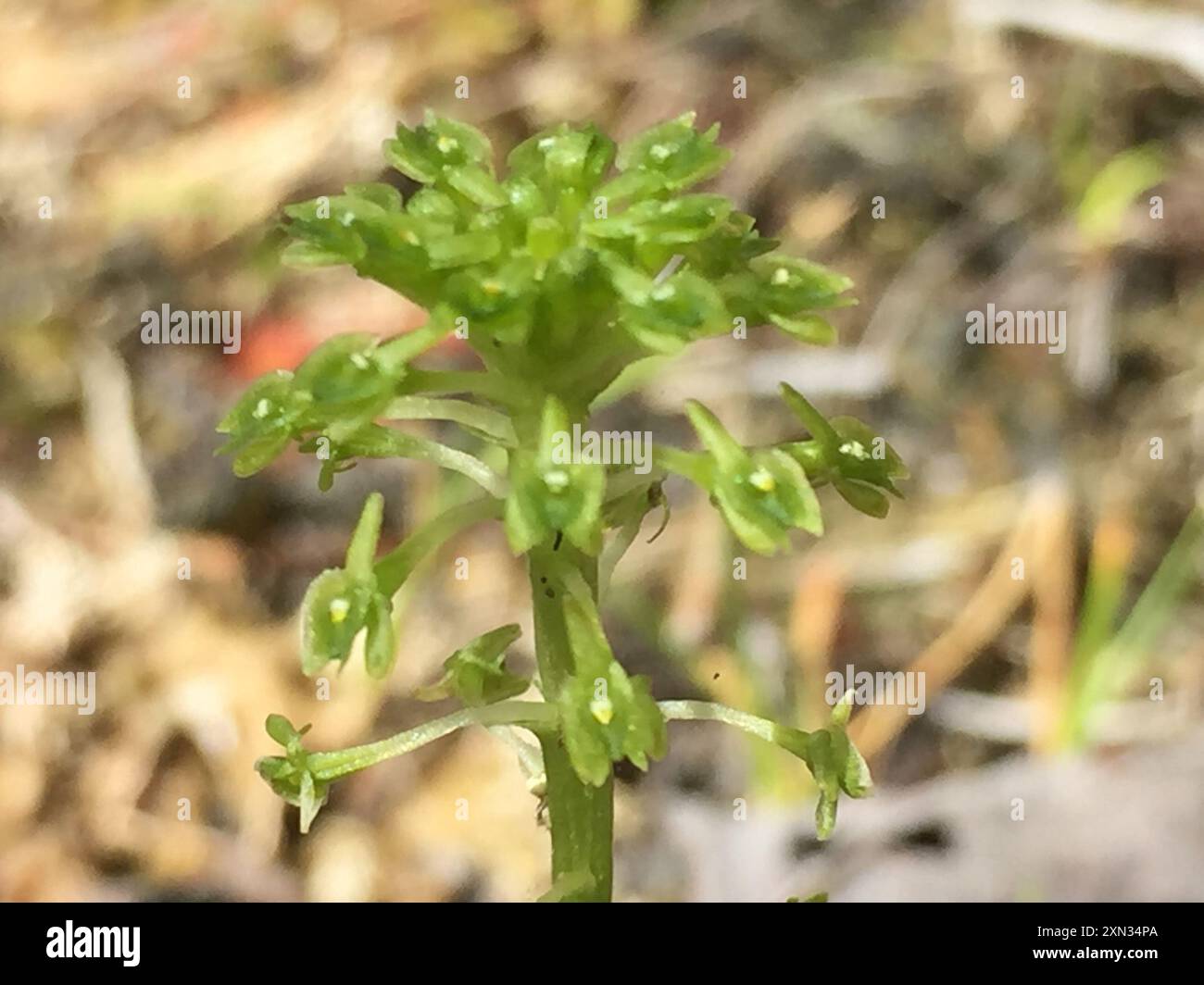 green adder's-mouth (Malaxis unifolia) Plantae Stock Photo - Alamy