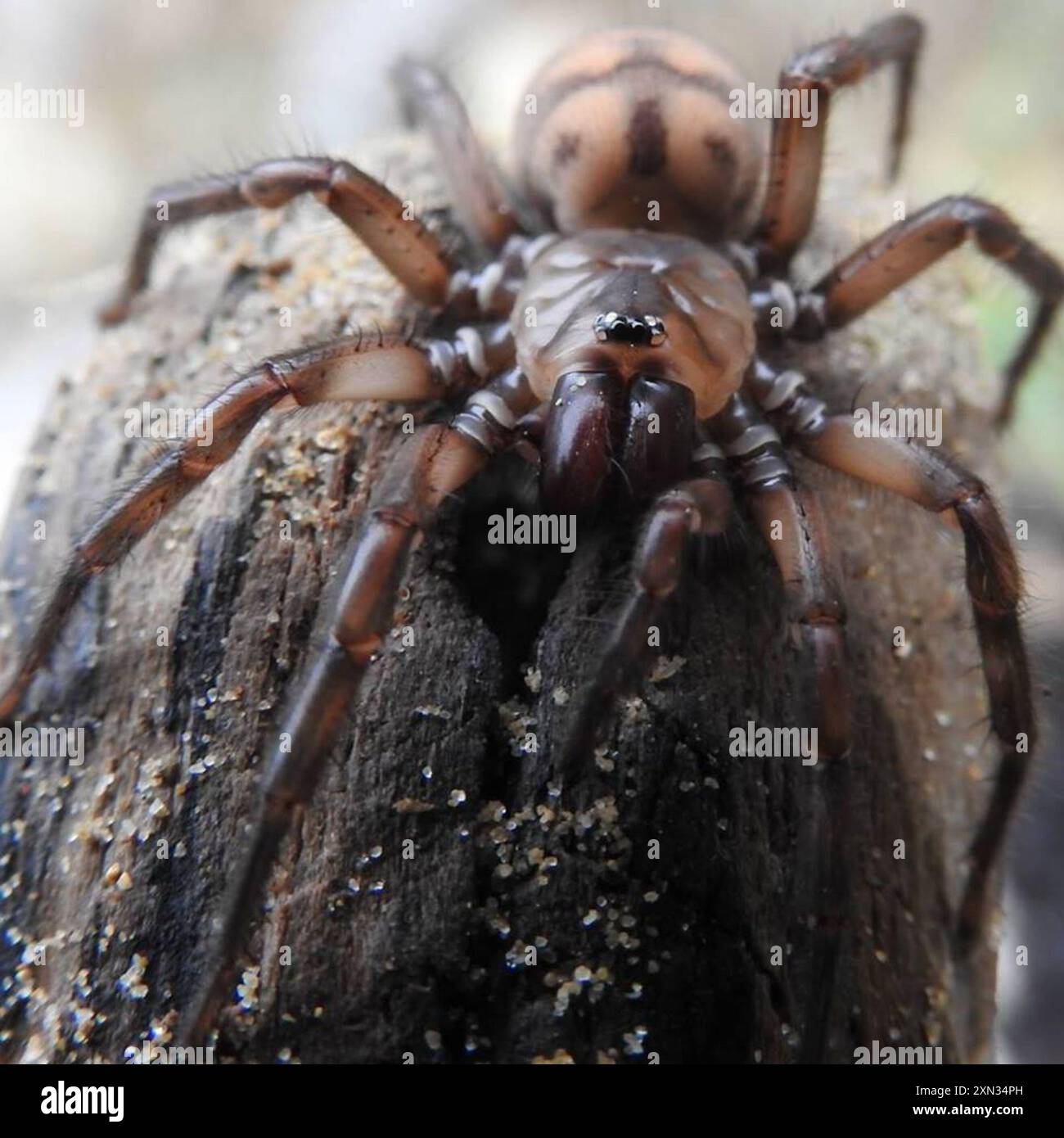 Banded Tunnelweb Spiders (Hexathele) Arachnida Stock Photo - Alamy