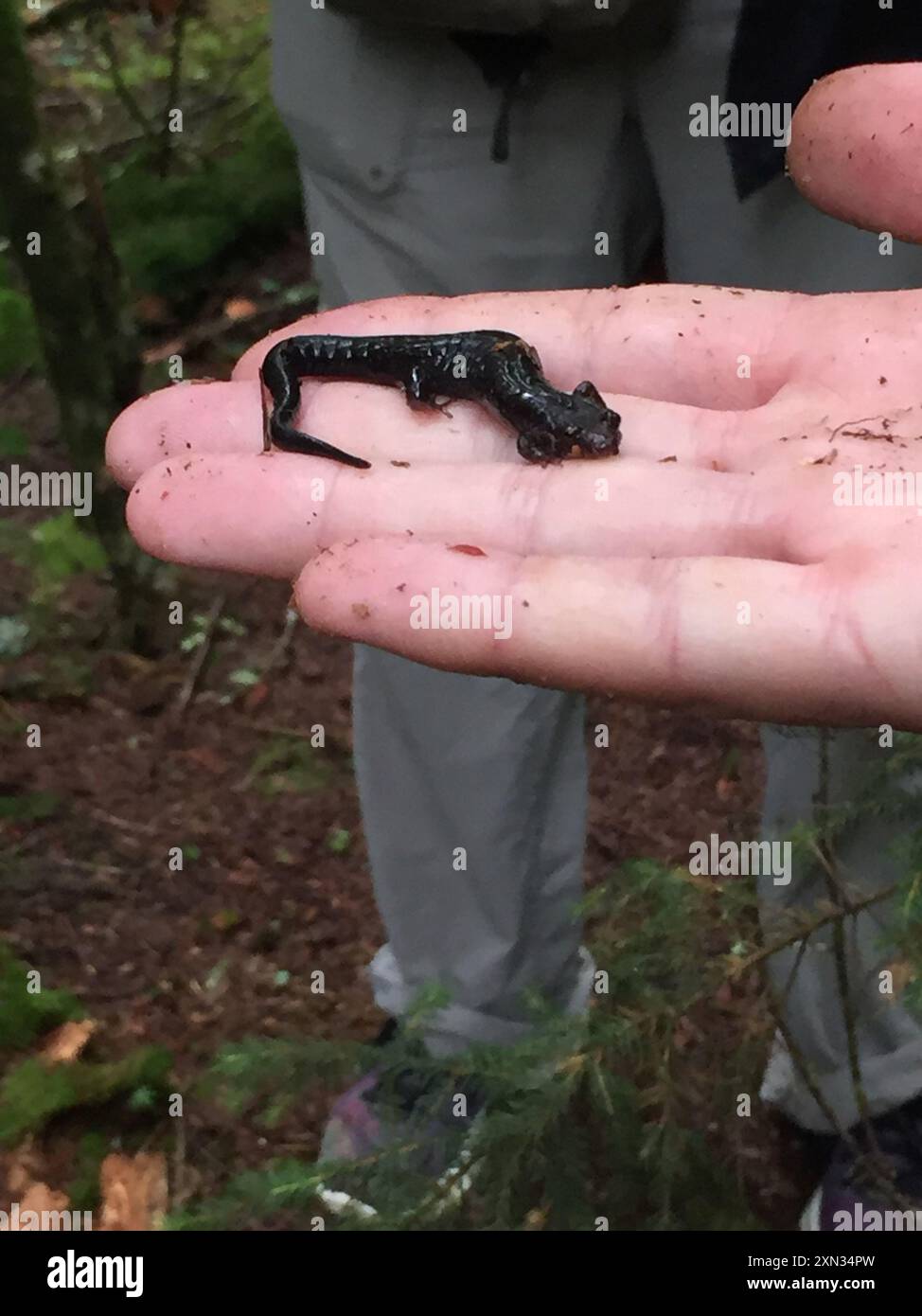 Wolf Dusky Salamander (Desmognathus lycos) Amphibia Stock Photo - Alamy