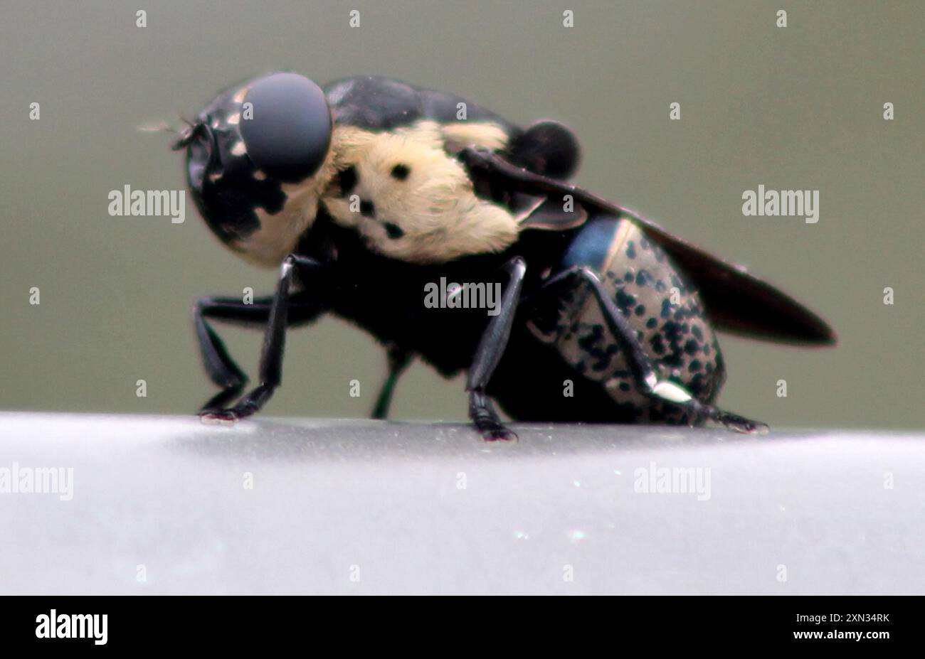 (Cuterebra americana) Insecta Stock Photo - Alamy