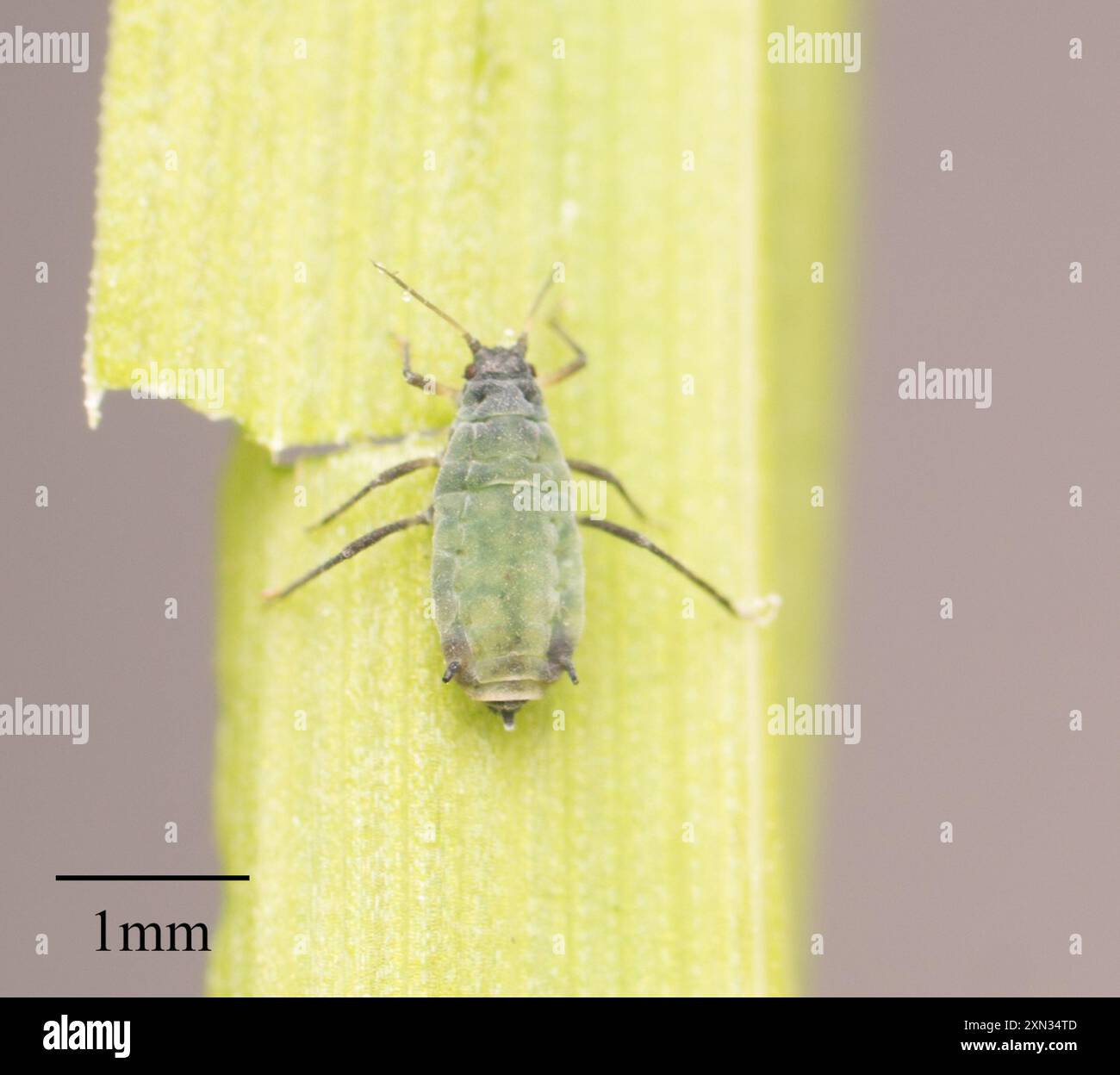 Corn Leaf Aphid (Rhopalosiphum maidis) Insecta Stock Photo - Alamy