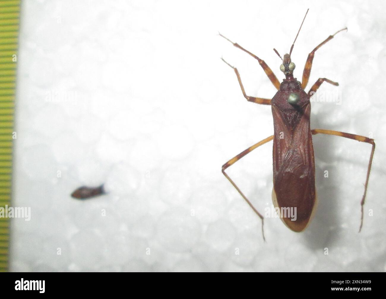Tarsatus hi-res stock photography and images - Alamy