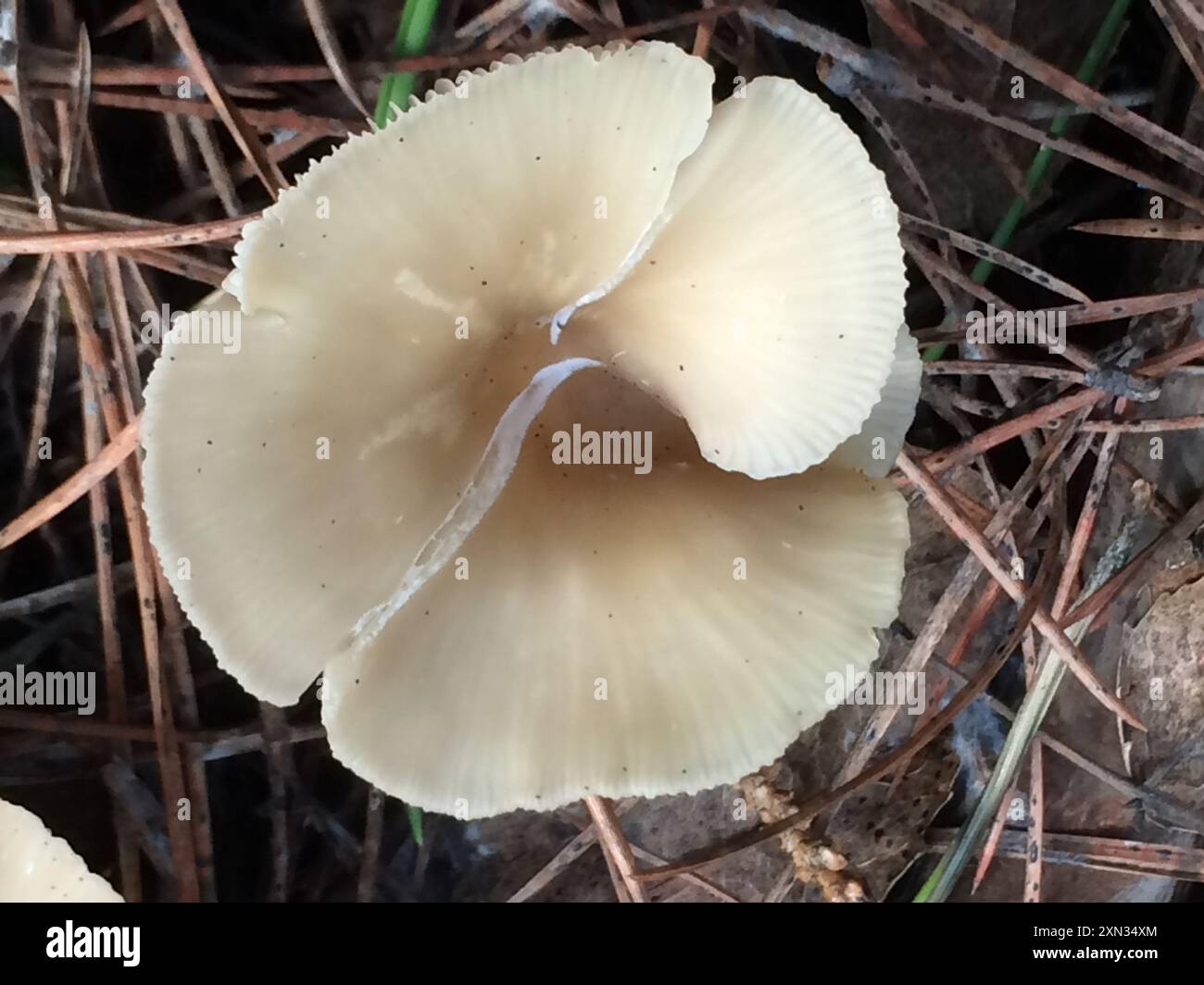 Fragrant Funnel (Clitocybe fragrans) Fungi Stock Photo - Alamy