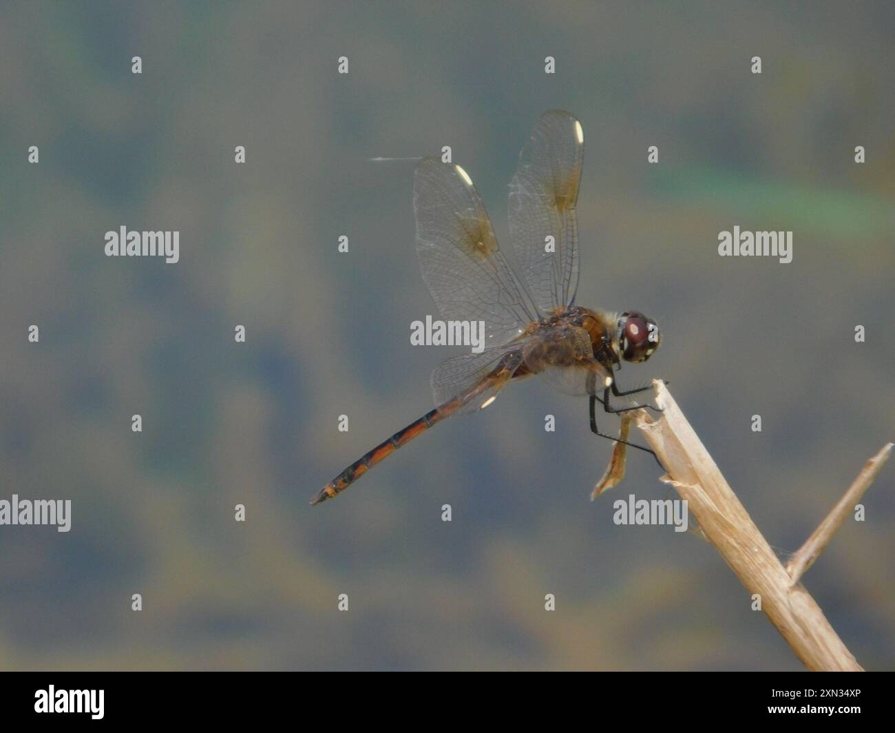 Four-spotted Pennant (Brachymesia gravida) Insecta Stock Photo - Alamy