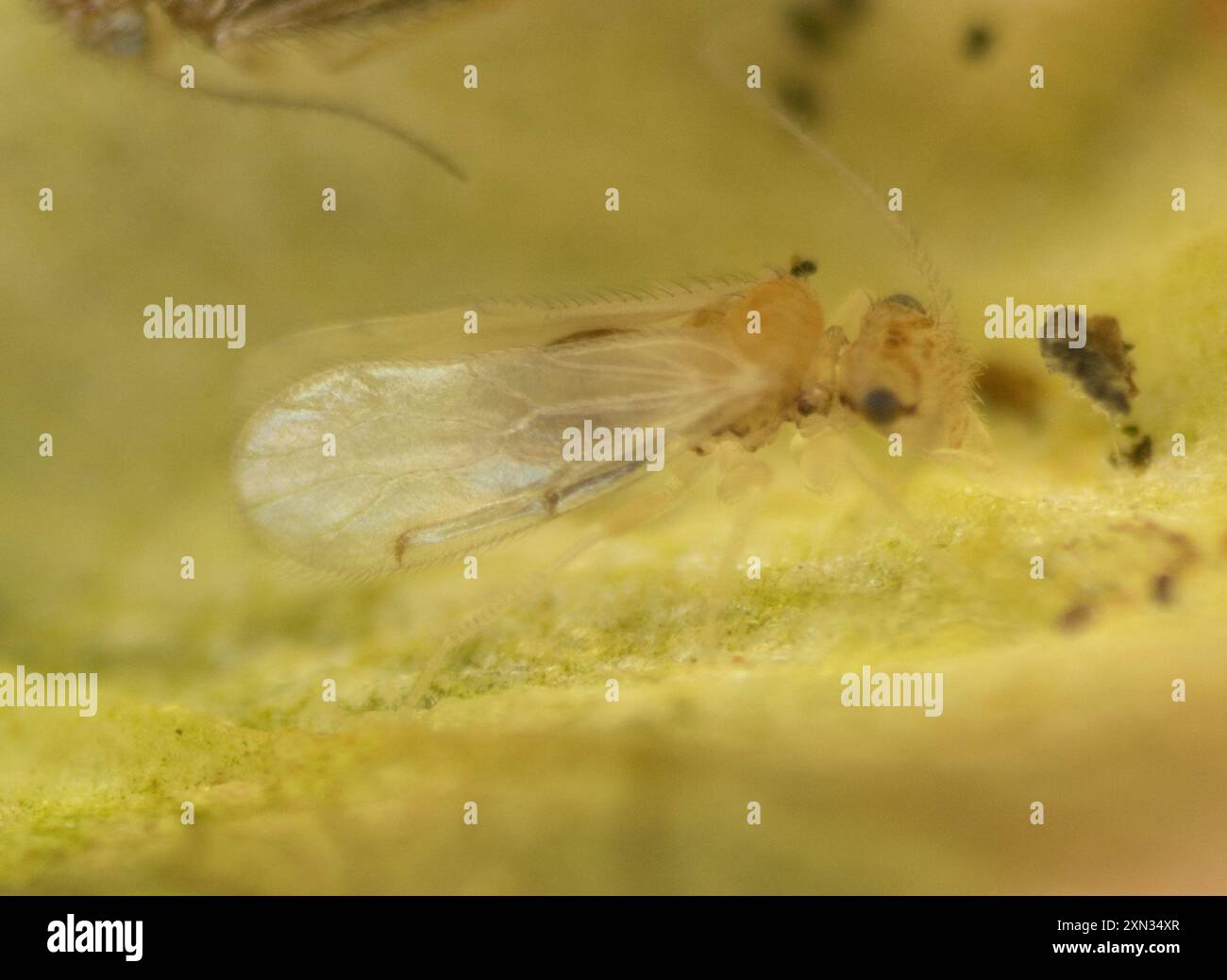 Barklice, Booklice, and Parasitic Lice (Psocodea) Insecta Stock Photo ...