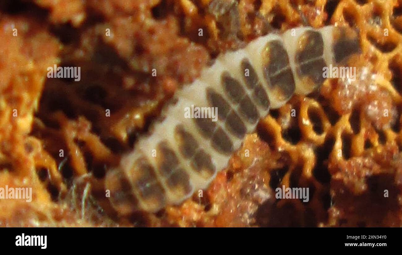 Net-winged Beetles (Lycidae) Insecta Stock Photo - Alamy