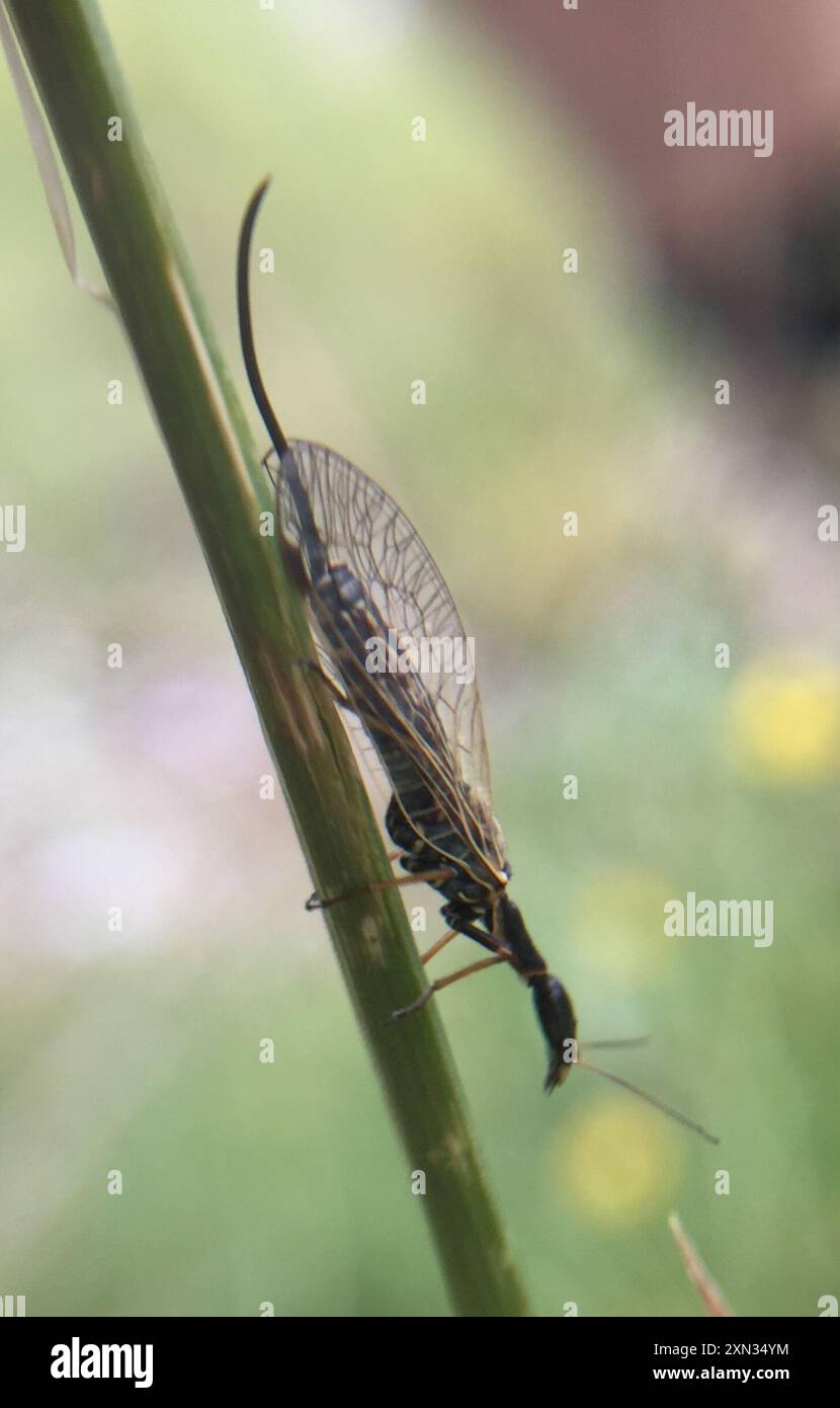 Raphidiid Snakeflies (Raphidiidae) Insecta Stock Photo - Alamy