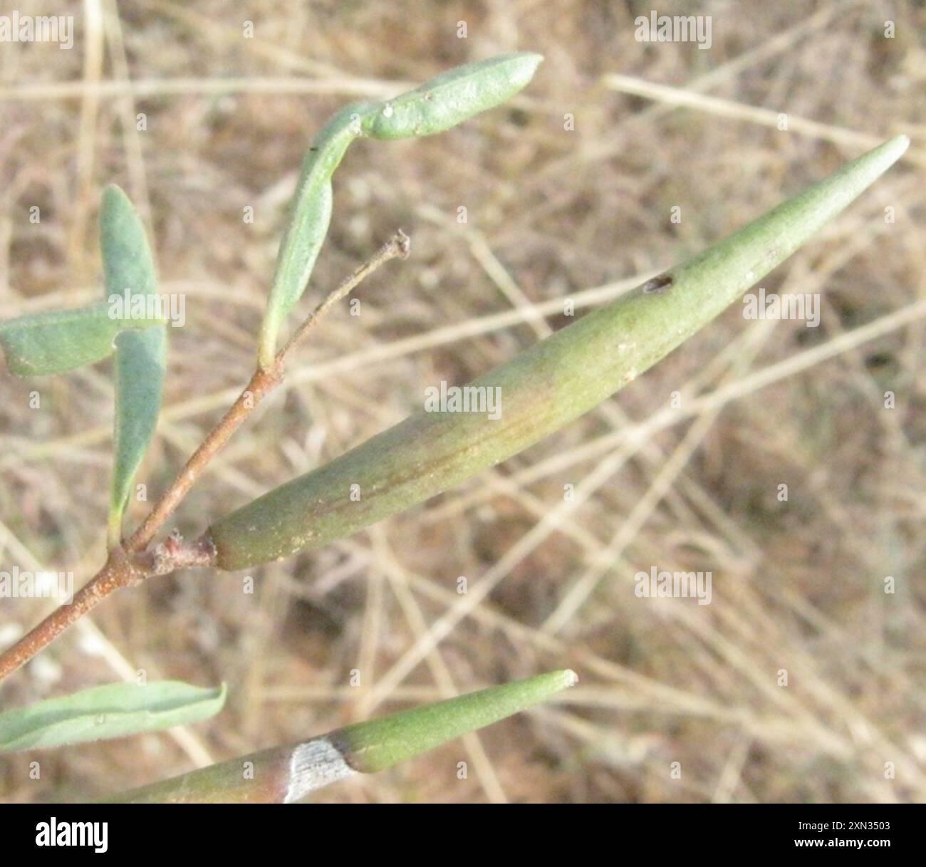 dogbane family (Apocynaceae) Plantae Stock Photo - Alamy