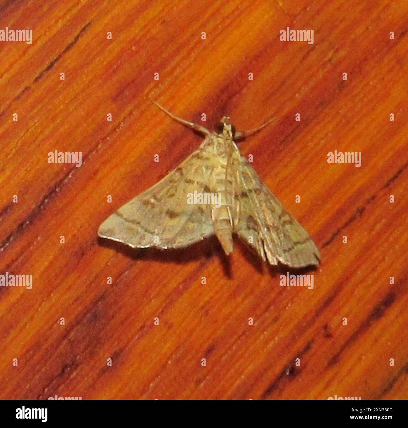 Pearl Moths (Spilomelinae) Insecta Stock Photo - Alamy