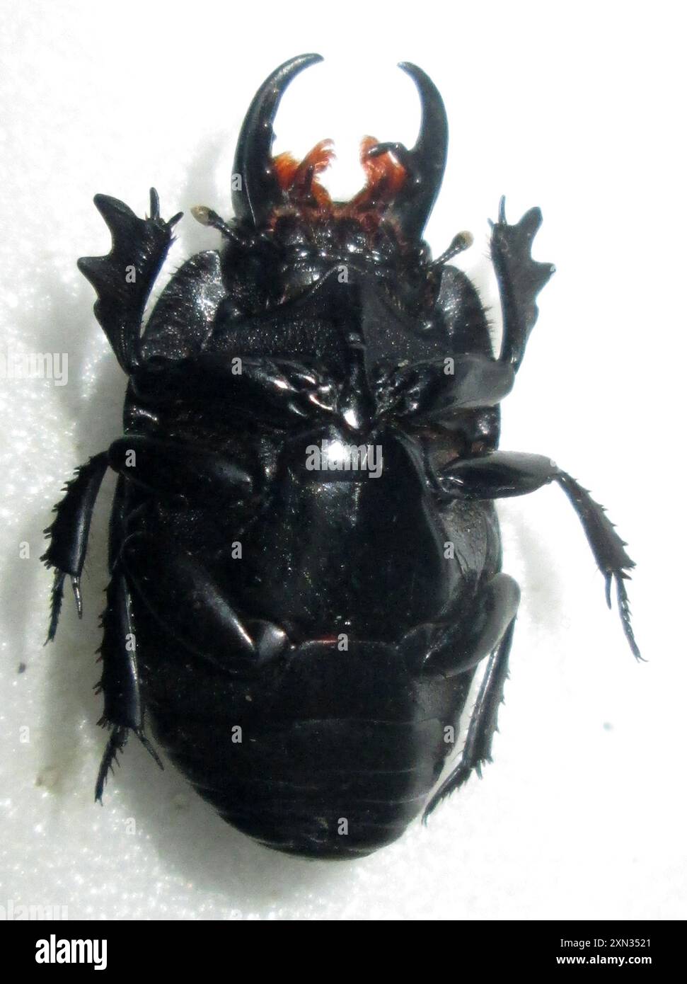 Hister Beetles (Histeridae) Insecta Stock Photo - Alamy