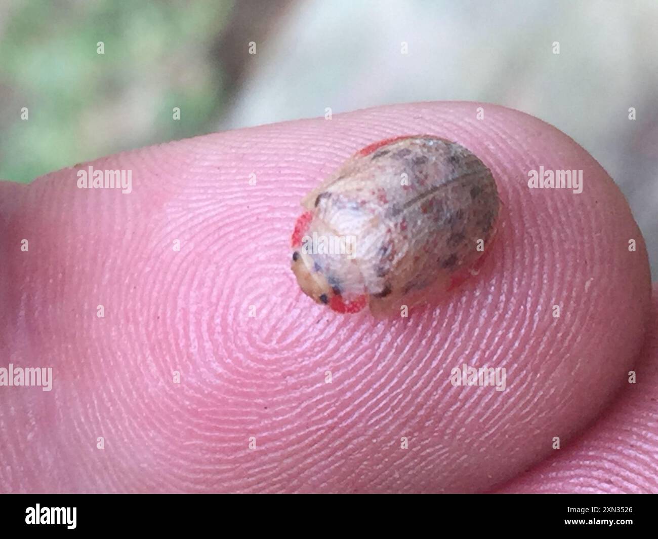 Eucalyptus Tortoise Beetle (Paropsis charybdis) Insecta Stock Photo - Alamy