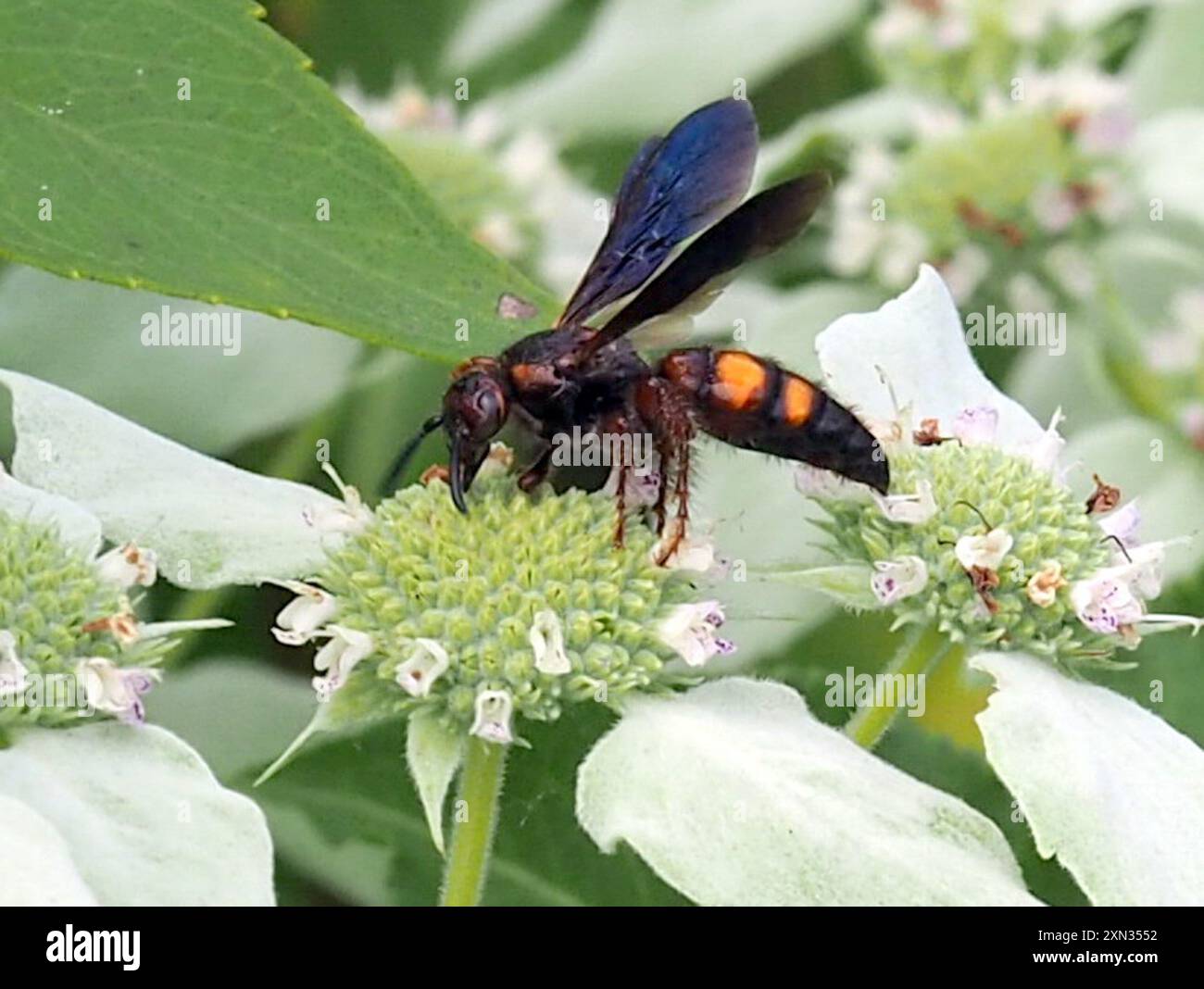 Noble Scoliid Wasp (Scolia nobilitata) Insecta Stock Photo - Alamy